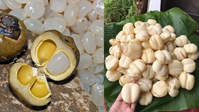 Hạt đác và thốt nốt có giống nhau không? Cách phân biệt