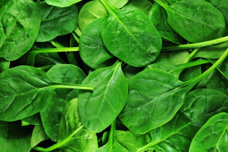 Spinach là rau gì? Giá trị dinh dưỡng và lợi ích của rau Spinach