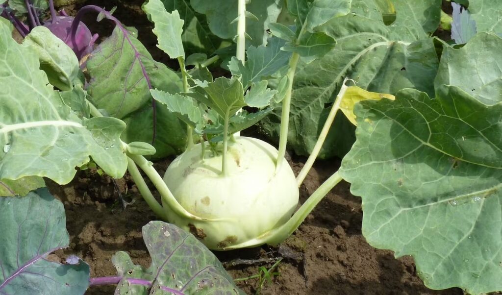 Su hào: giá trị dinh dưỡng và 20+ món ngon siêu đơn giản