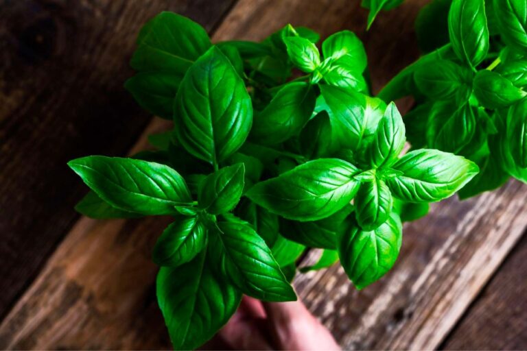 Basil là gì? Công dụng và cách sử dụng basil trong nấu ăn